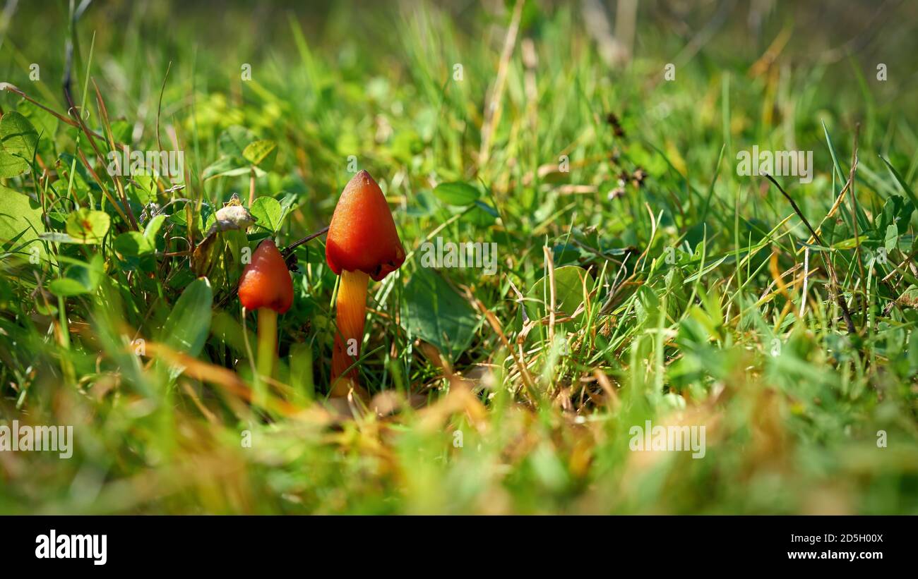 Conical fungus hi-res stock photography and images - Alamy