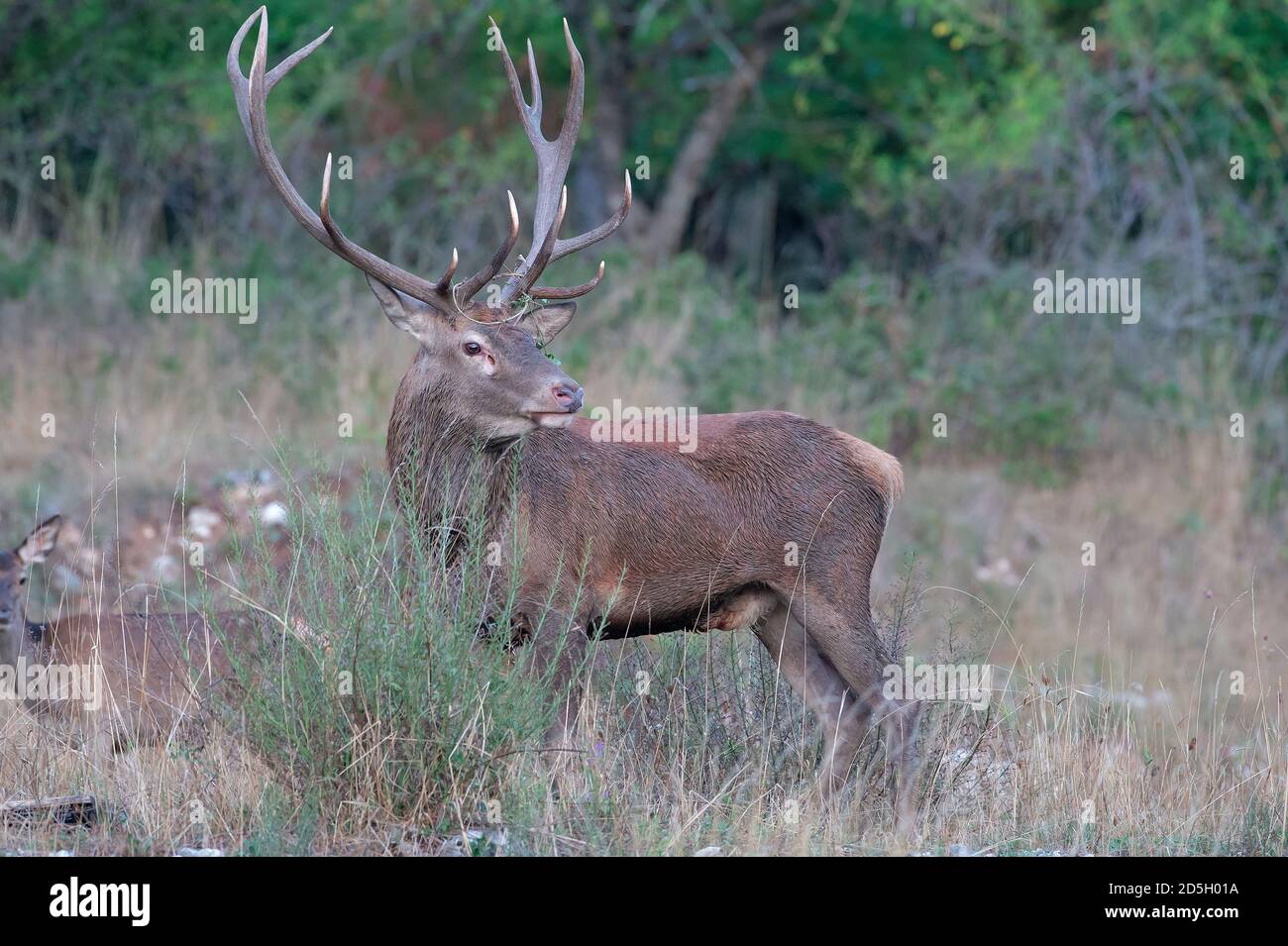 Red deer (Cervus elaphus) stag roaring during the autumnal rut, Abruzzo ...