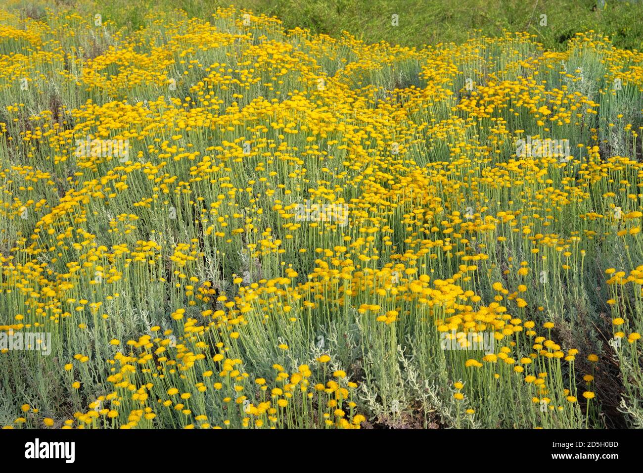 Helichrysum flowers on green nature blurred background. Bright yellow ...