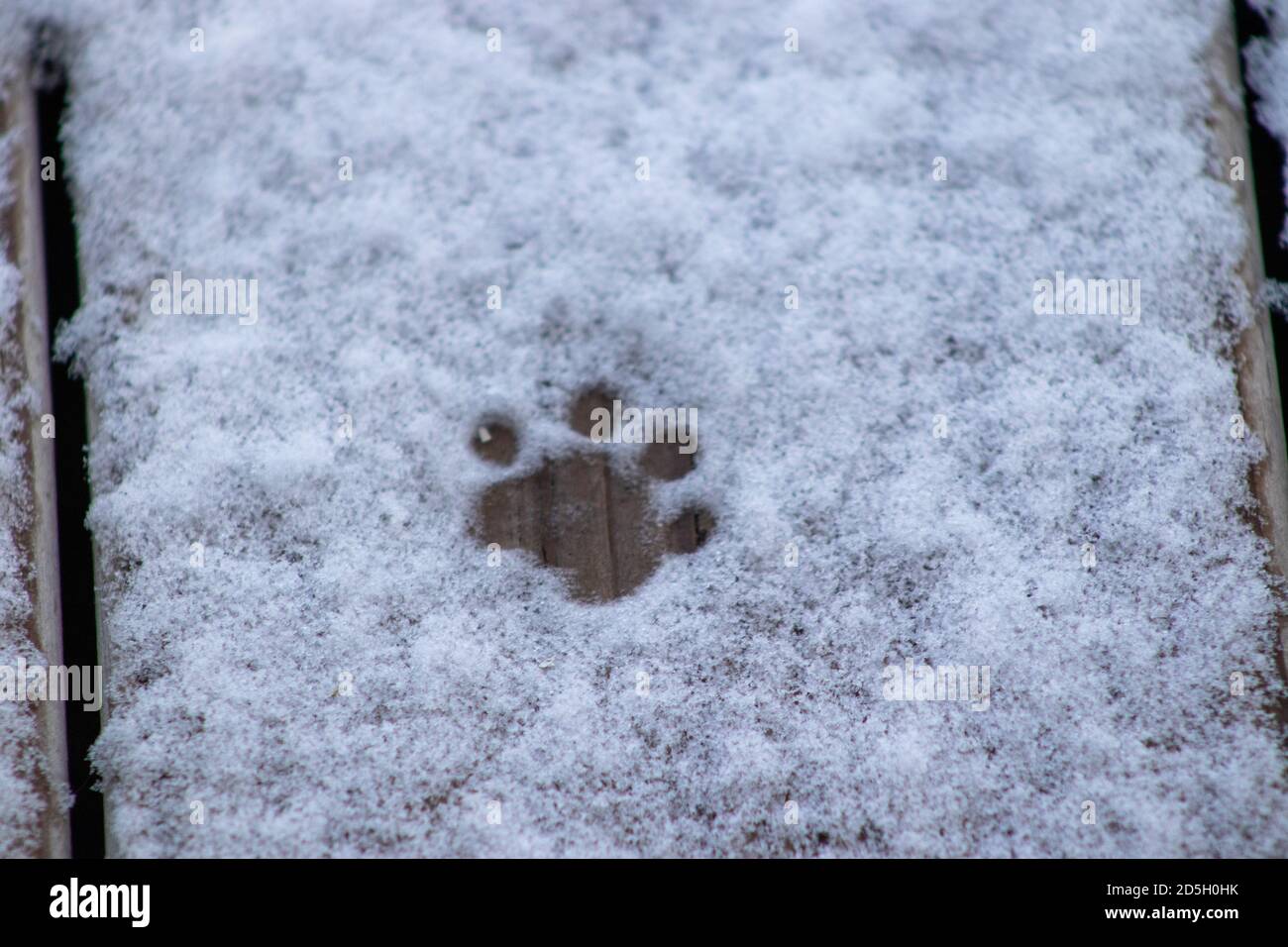 Closeup of a cat paw print on the snow Stock Photo - Alamy