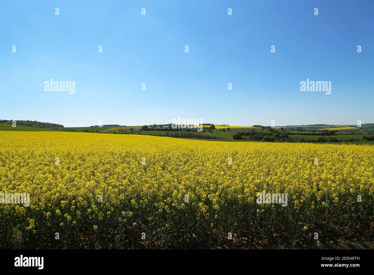 Shot of cultivated colorful raps field in Germany Stock Photo - Alamy