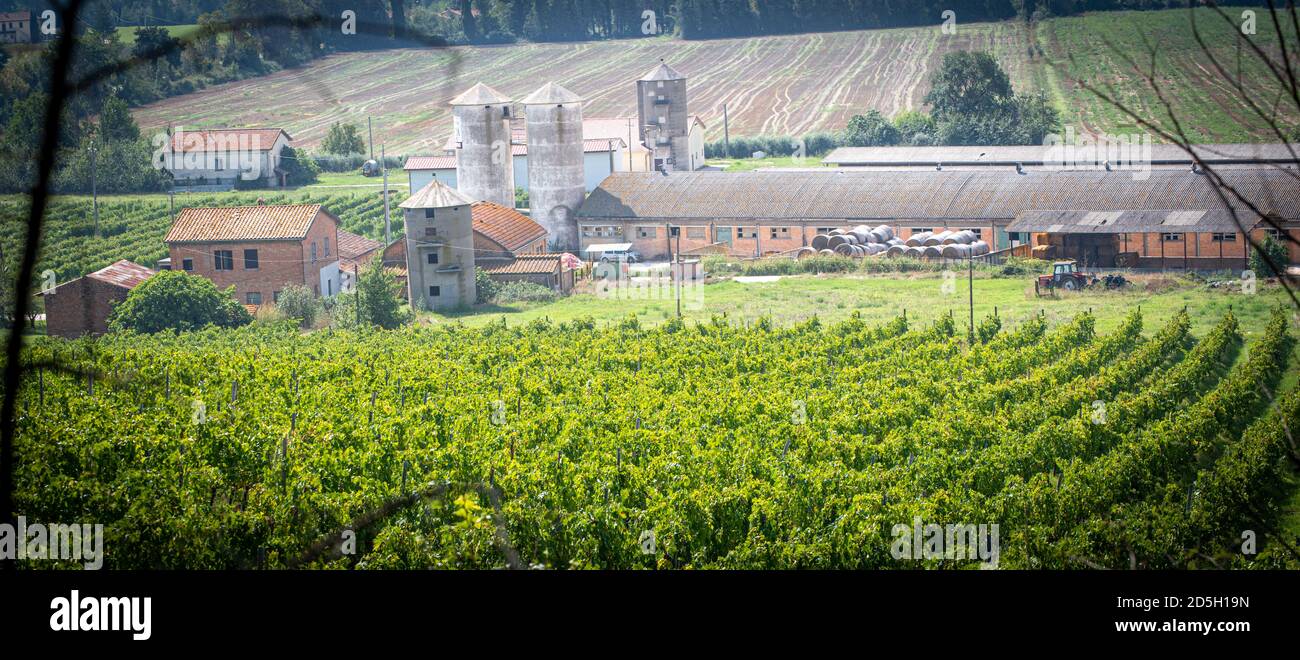 Panorama with vineyards for the production of Italian wine. Farm in the ...