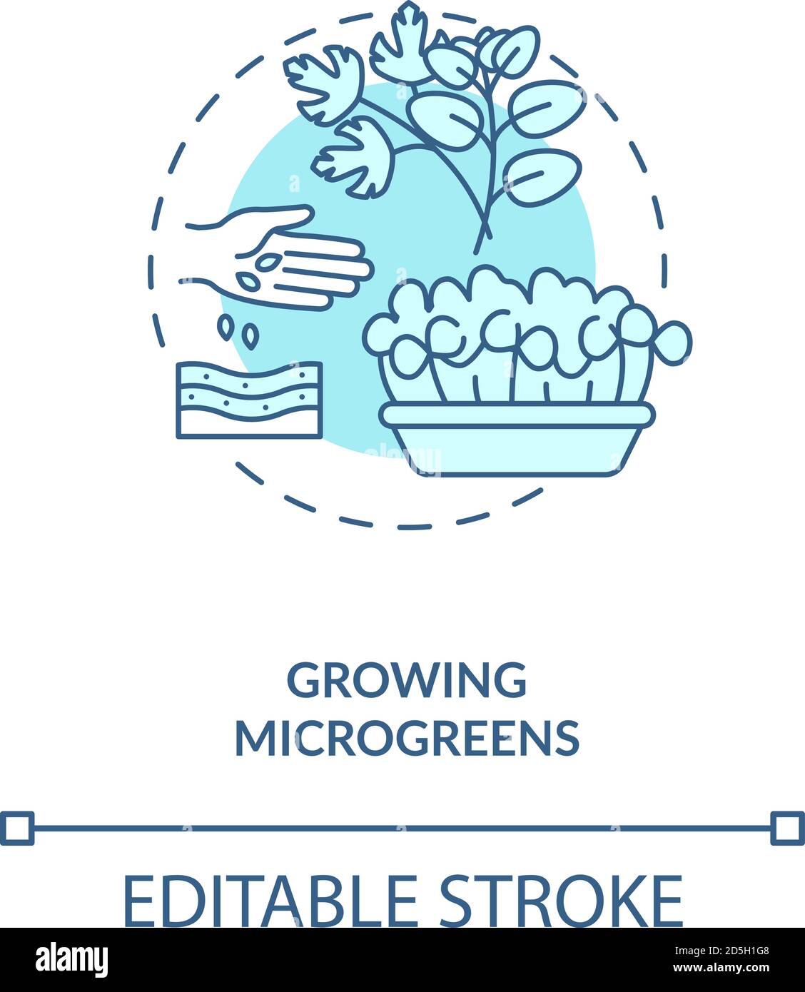 Growing microgreens concept icon Stock Vector Image & Art - Alamy