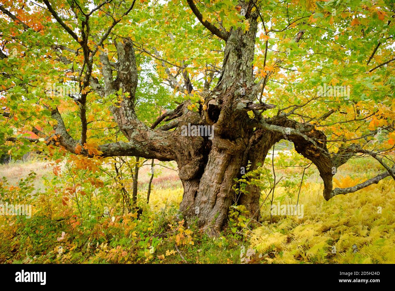 October Fall foliage, Vermont, USA. In the Northeast Kingdom town of ...