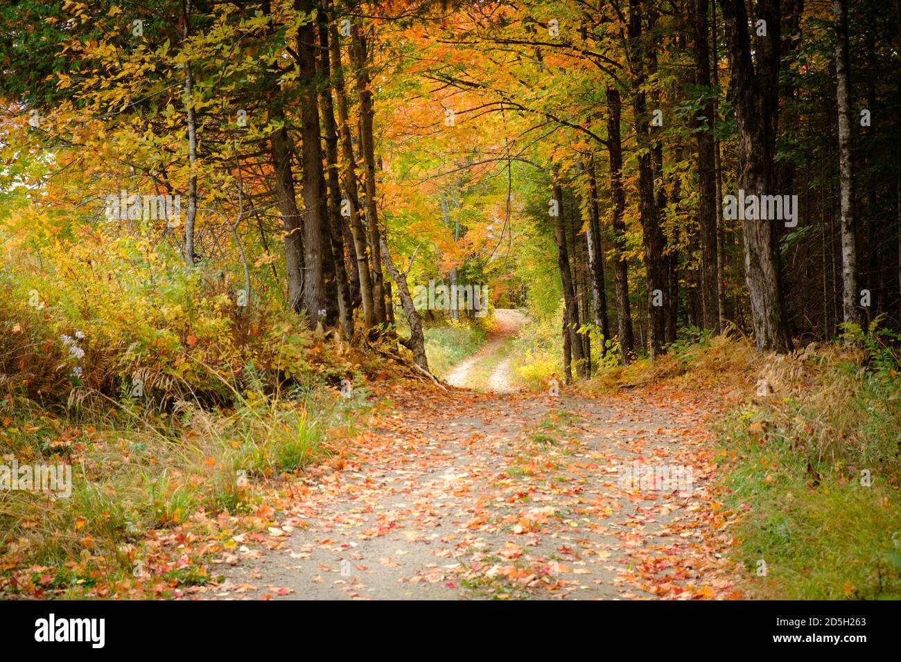 October Fall foliage, Vermont, USA. In the Northeast Kingdom town of ...