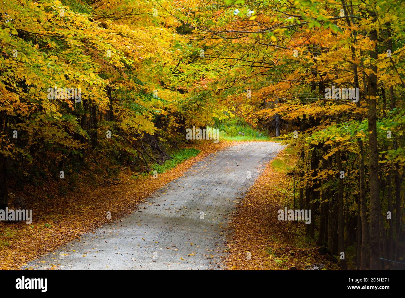 Fall autumn vermont maple tree hi-res stock photography and images - Alamy