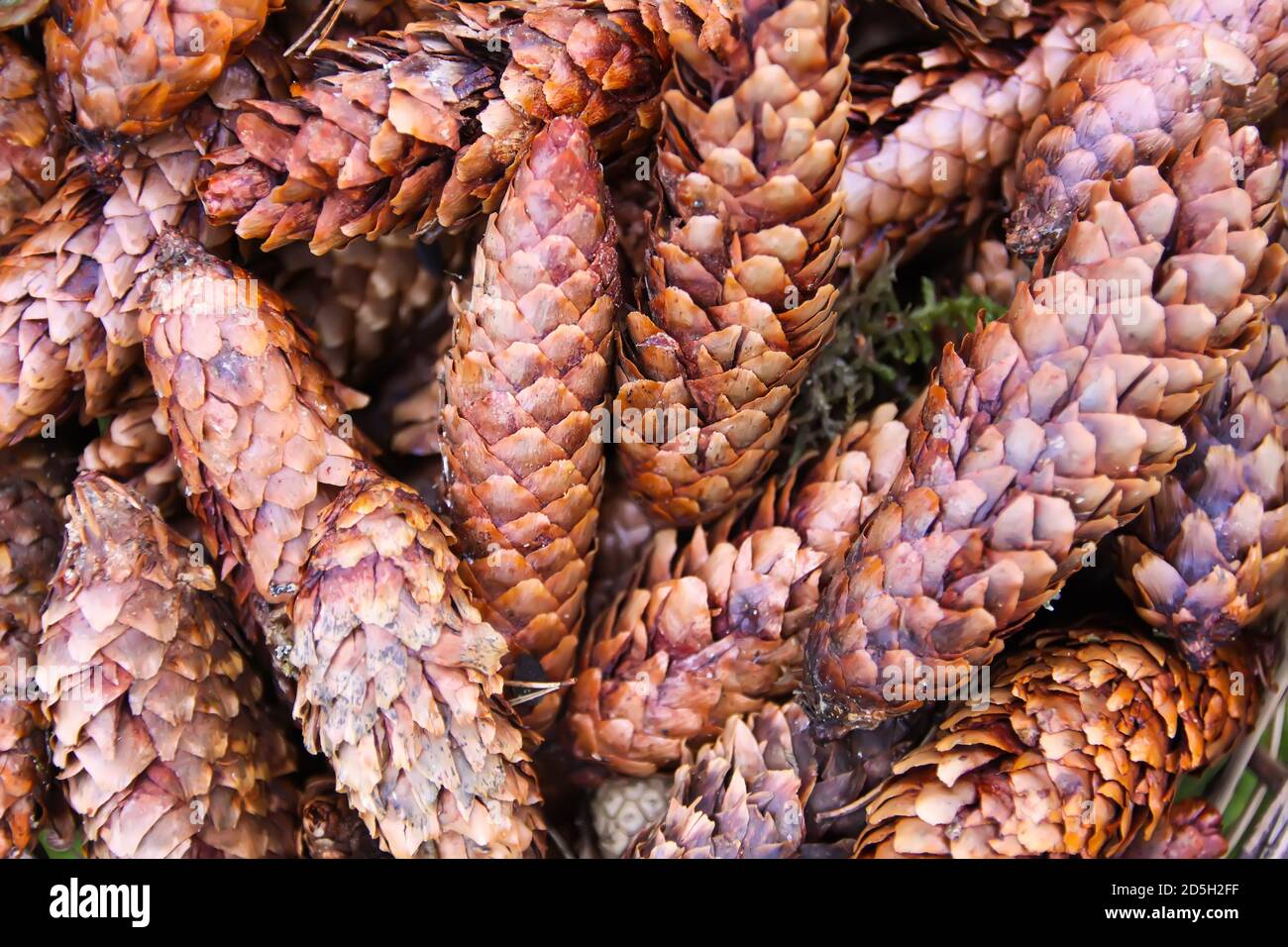 Fir tree autumn seeds hi-res stock photography and images - Alamy