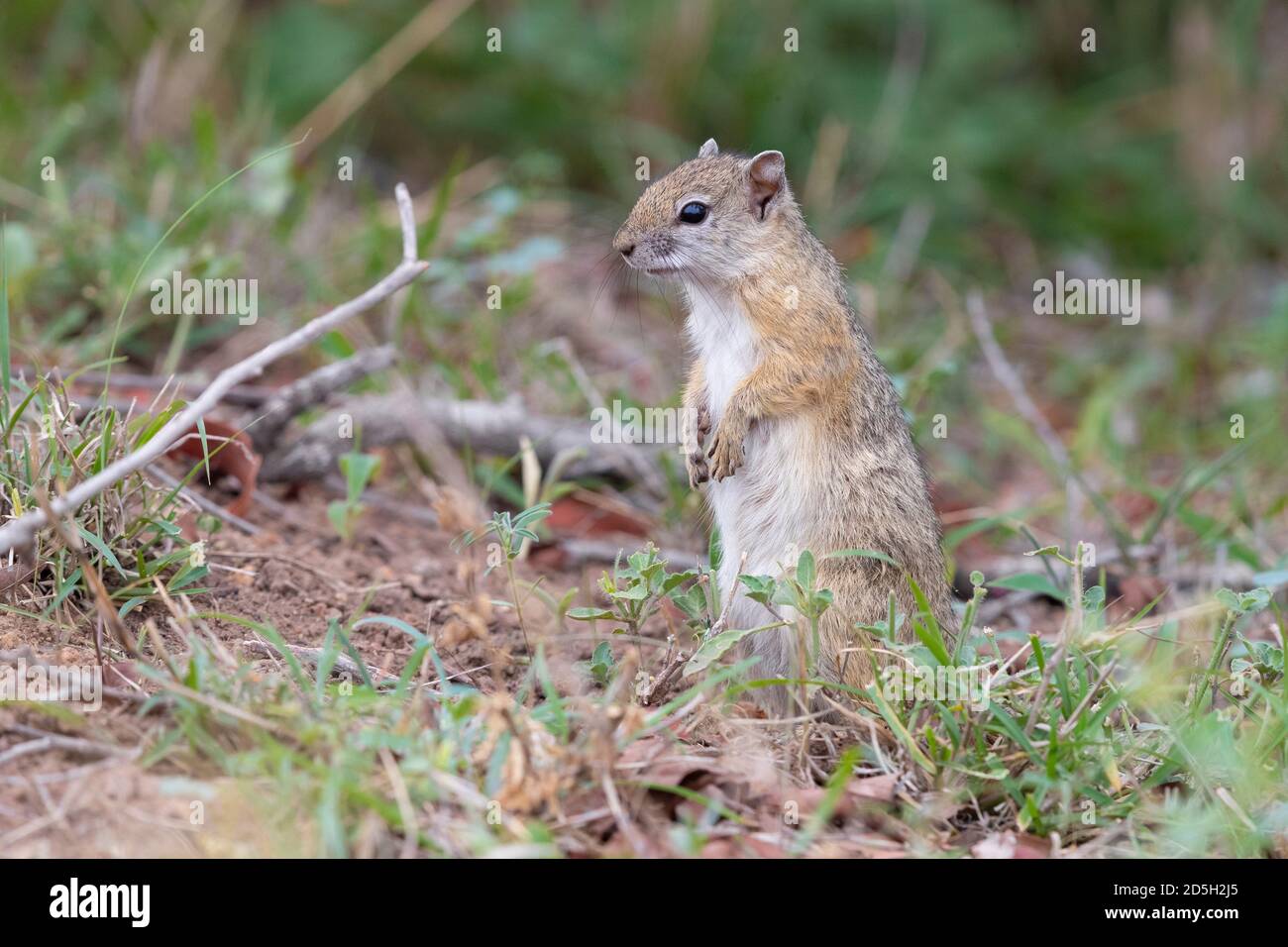 Smith's Bush Squirrel (Paraxerus cepapi), side view of an adult ...