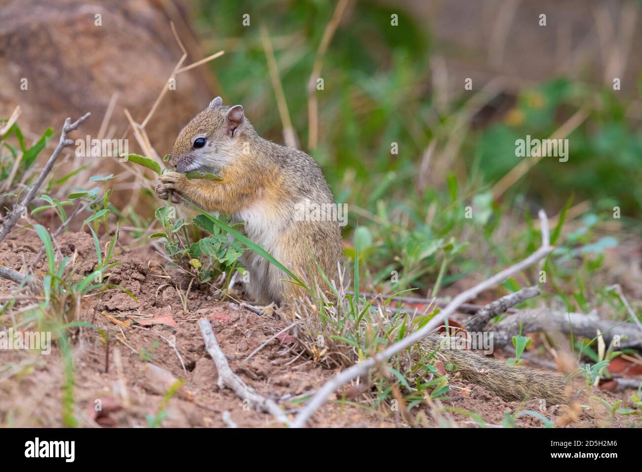 Smith's Bush Squirrel (Paraxerus cepapi), side view of an adult feeding ...