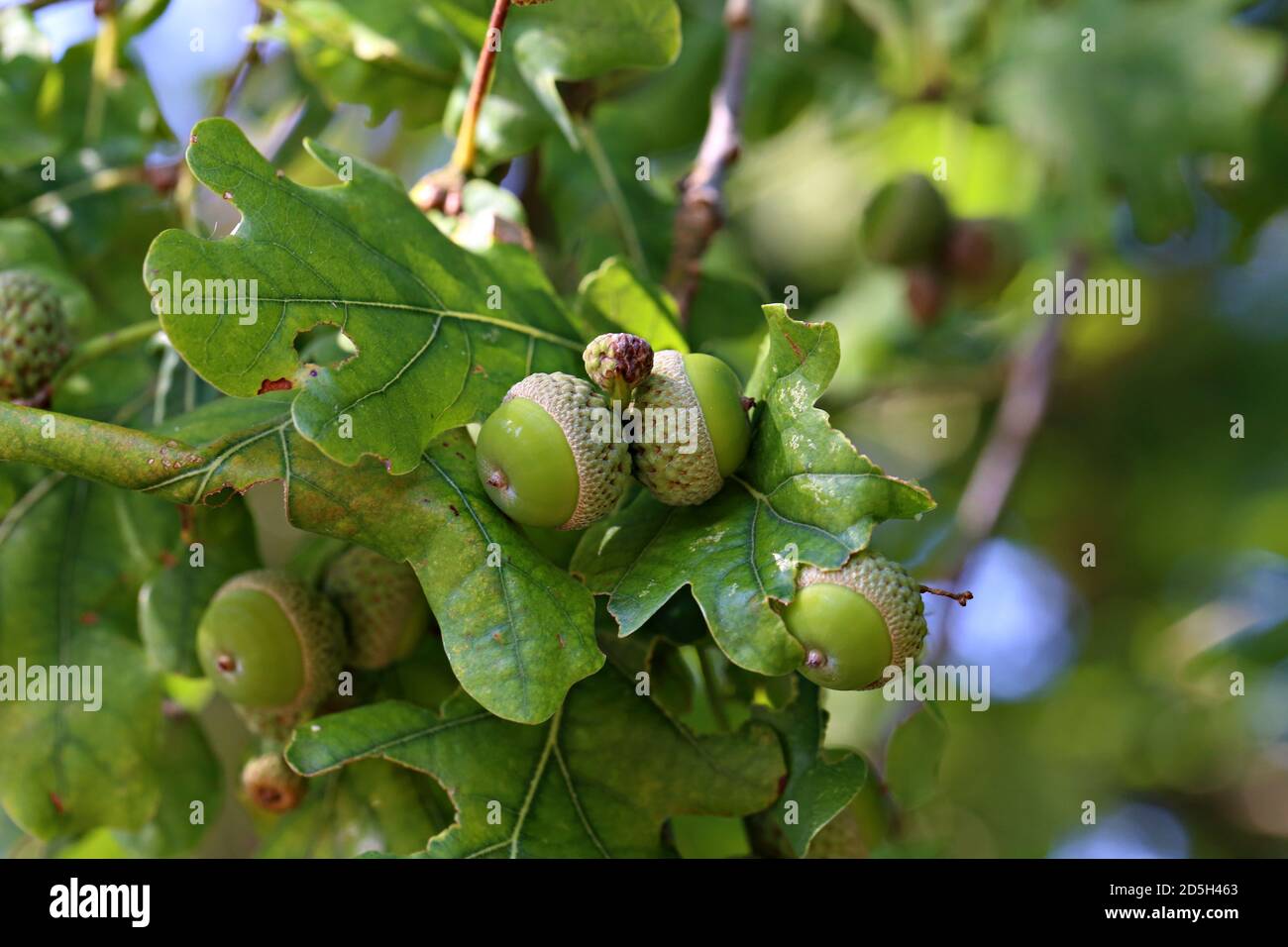 Oak acorns on branch hi-res stock photography and images - Alamy