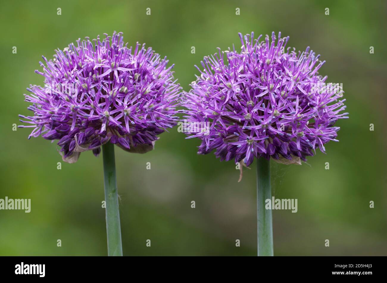Allium flowers close up shot outdoors Stock Photo - Alamy