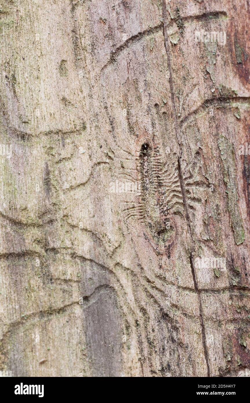 The bark beetle holes in a dry tree, closeup Stock Photo - Alamy