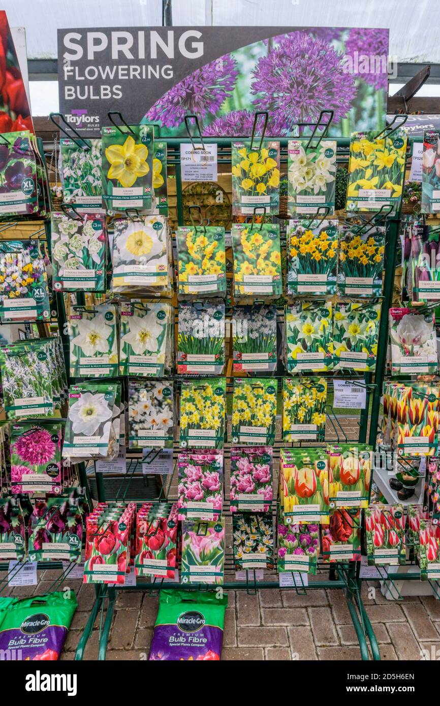 A garden centre display of spring flowering bulbs for planting in the ...