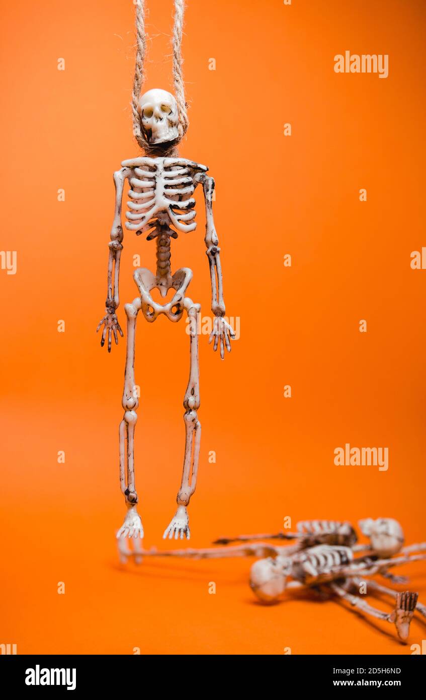 Fake skeleton on a rope in the background and skeletons on an orange ...
