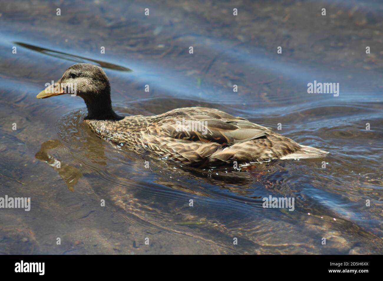 Gray mallard duck swimming on the surface of water Stock Photo - Alamy