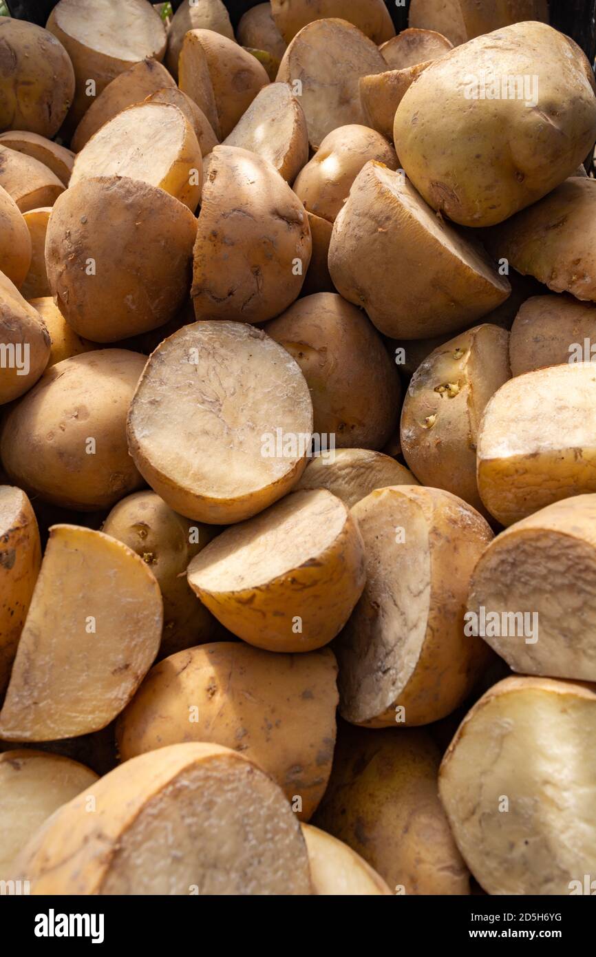 Pile of potatoes for sowing Stock Photo - Alamy