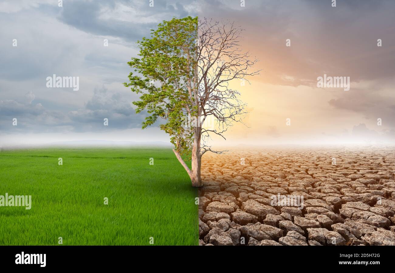 Half alive and half dead tree standing in the areas of landscape, The ...
