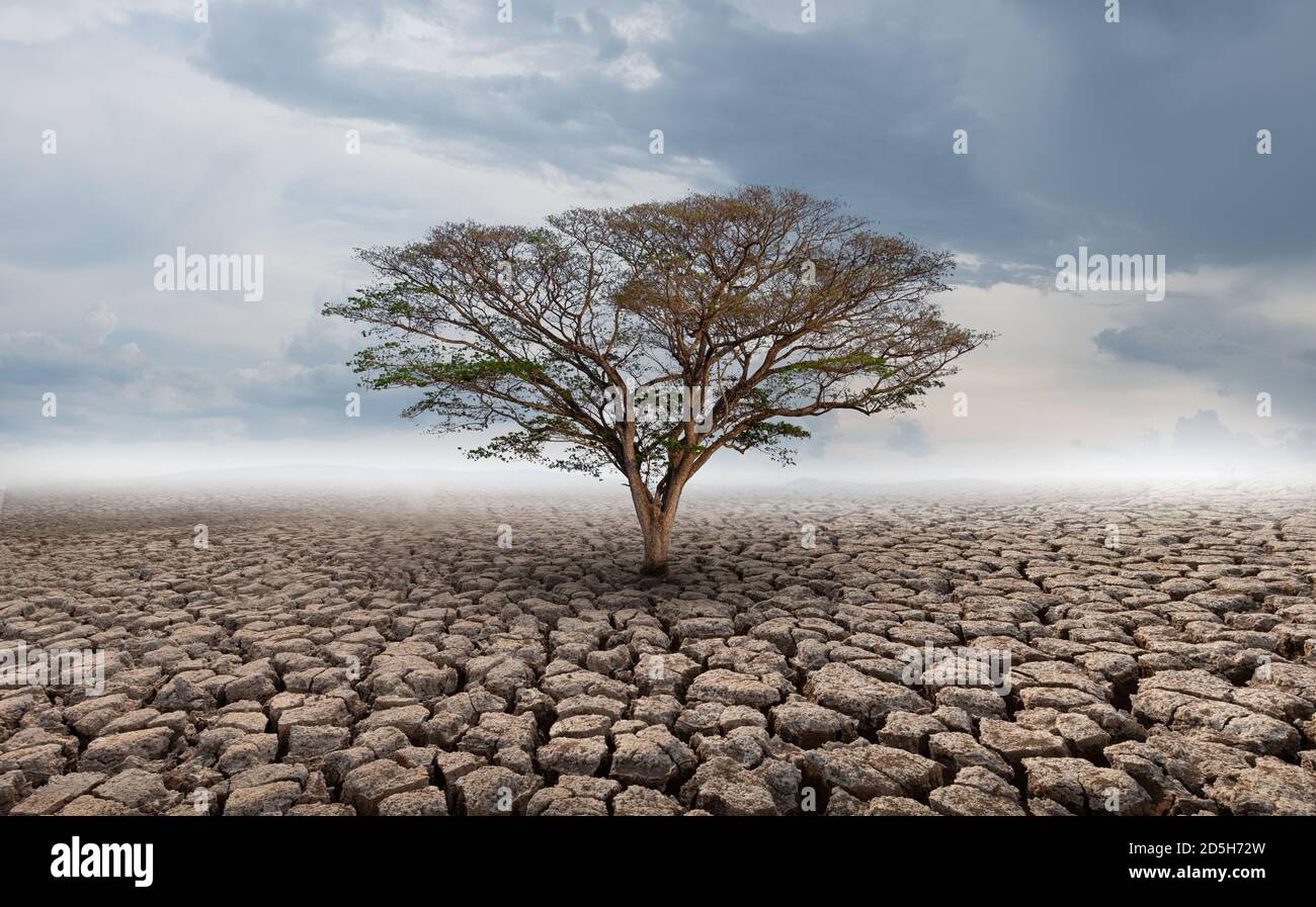 Big tree growth on cracked soil in arid areas of landscape Stock Photo ...