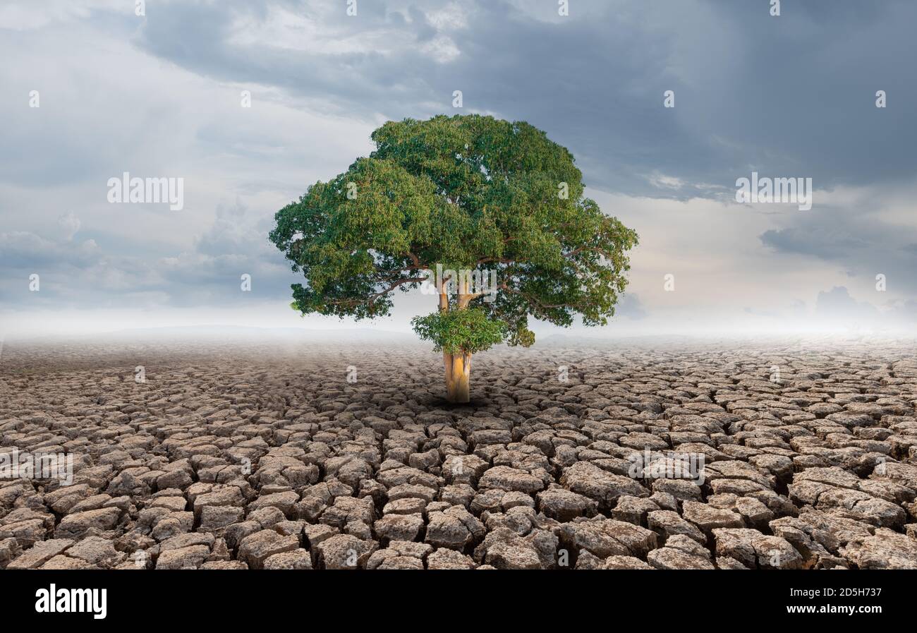 Big tree growth on cracked soil in arid areas of landscape Stock Photo ...