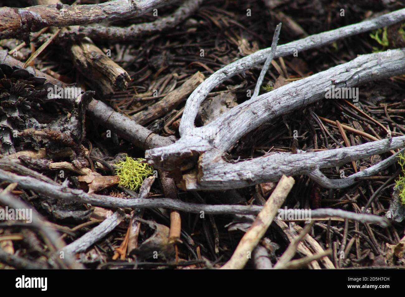 Old and rotten tree branches fallen on the ground Stock Photo - Alamy
