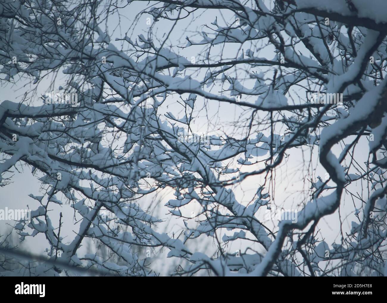 Snow covered tree branches close up Stock Photo - Alamy
