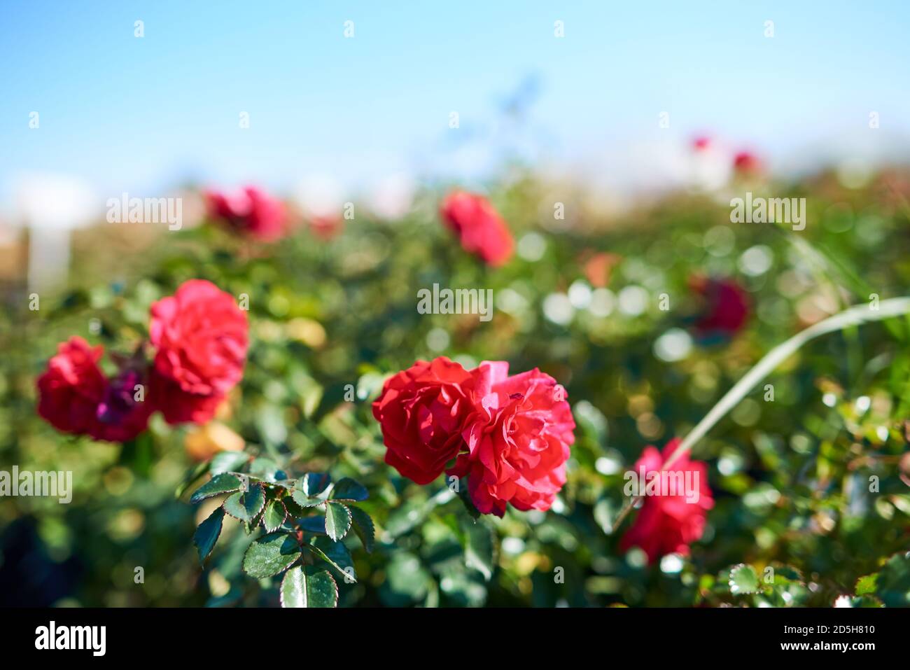 Red Ground Cover Rose Stock Photo - Alamy