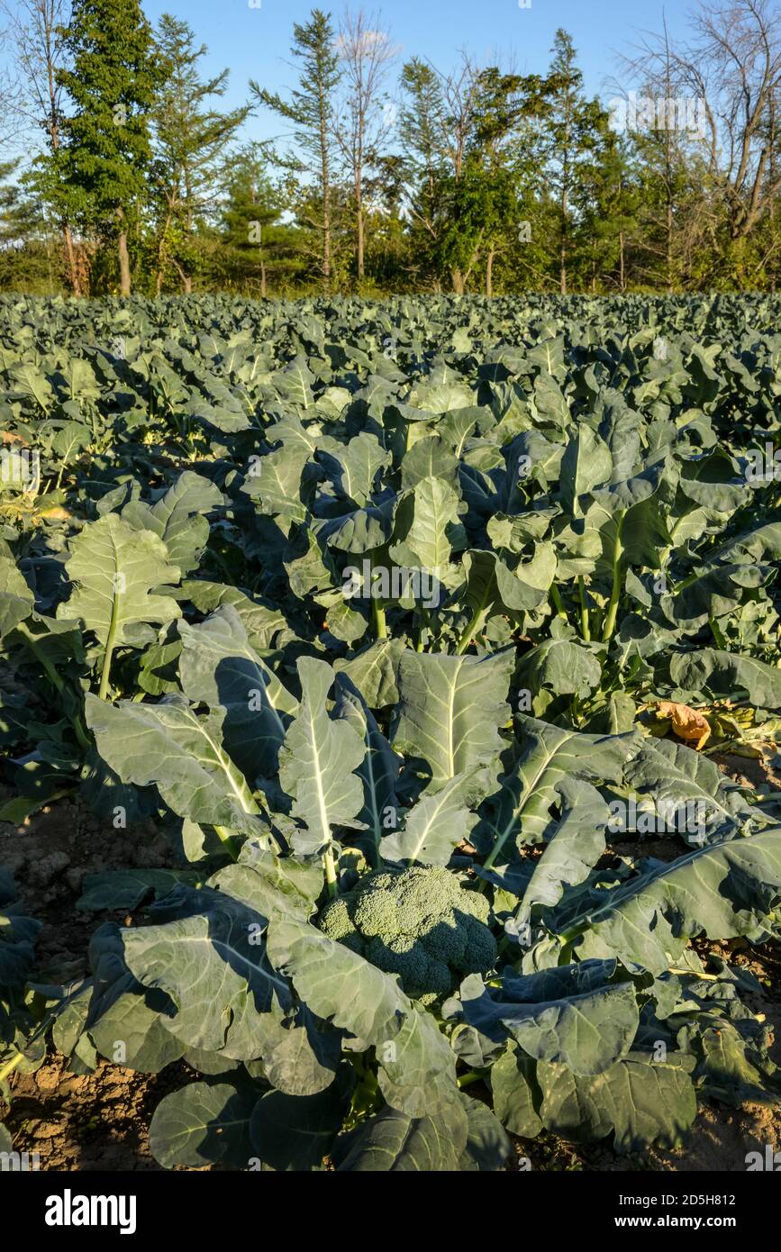 Large green broccoli ready to be picked in a sunny field in Quebec ...