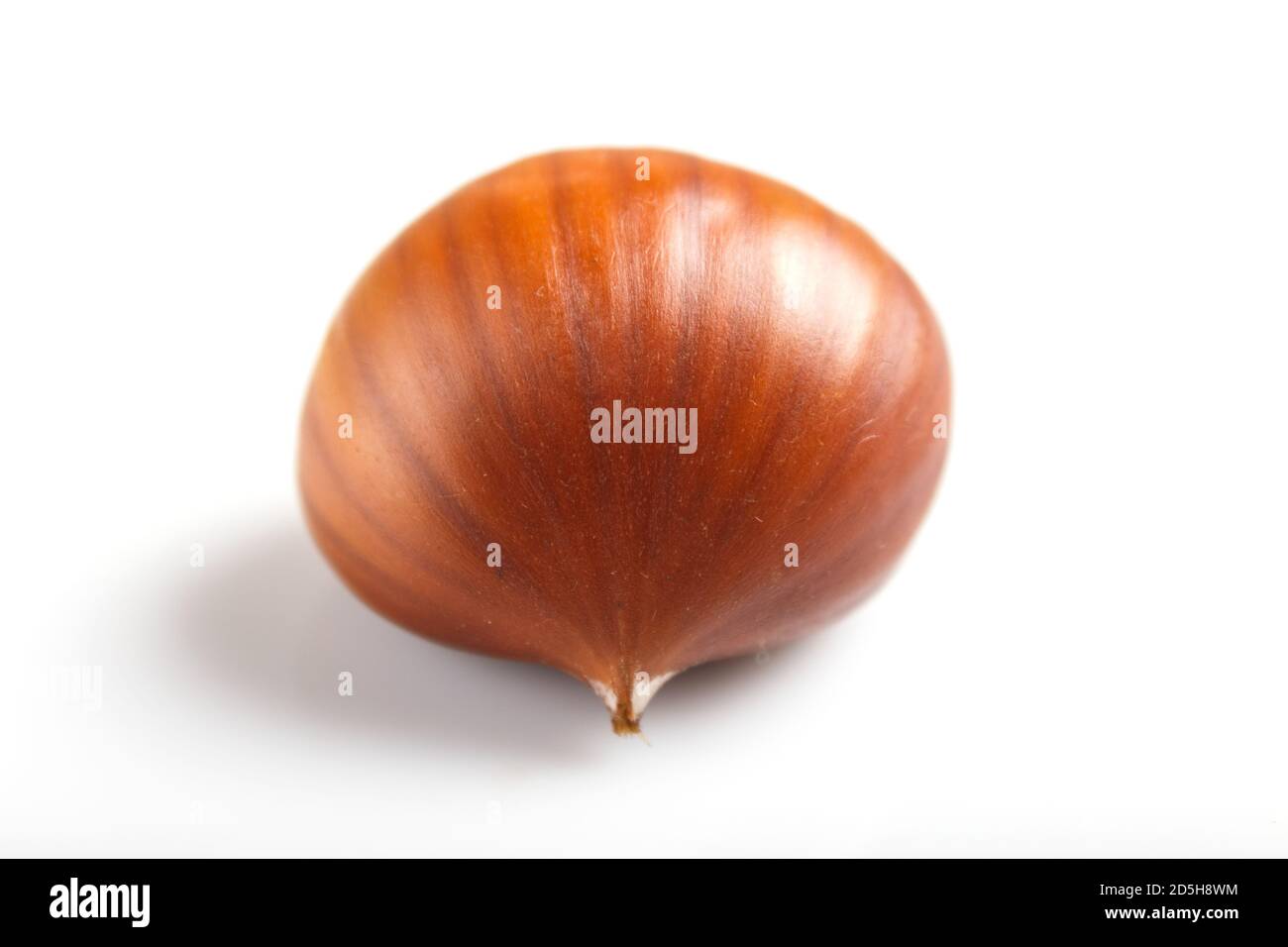 sweet chestnut isolated on white background. closeup, macro Stock Photo ...