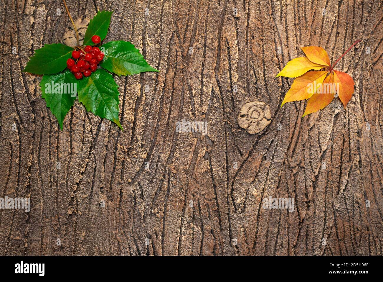 Medicinal tree bark hi-res stock photography and images - Alamy