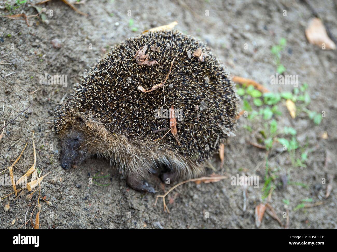 Dead hedgehog hi-res stock photography and images - Alamy