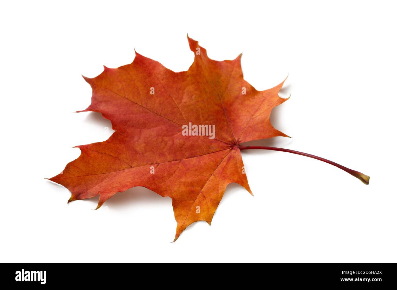 Autumn maple leaf isolated on white background with shadows, clipping ...