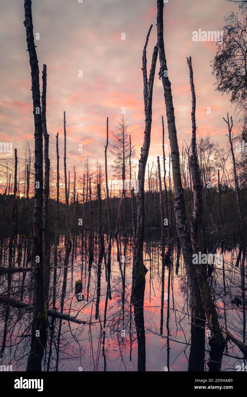 Sunset aged forest Stock Photo - Alamy