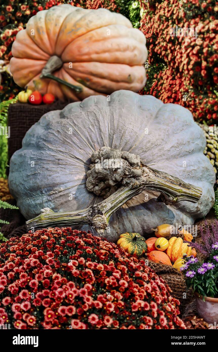 Giant pumpkins at autumn exhibition in the botanical garden Stock Photo ...