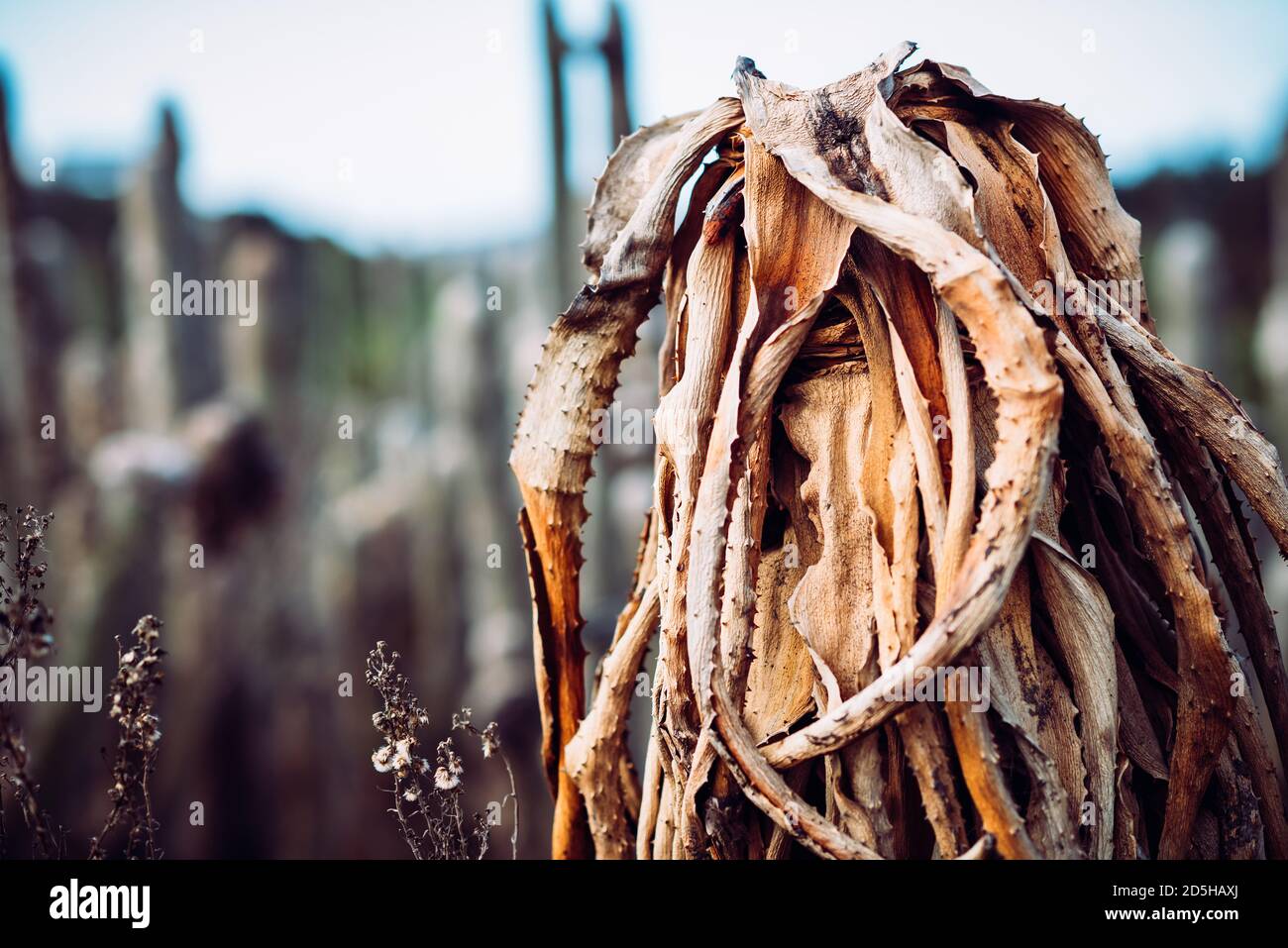 Old and dry agave plant Stock Photo - Alamy