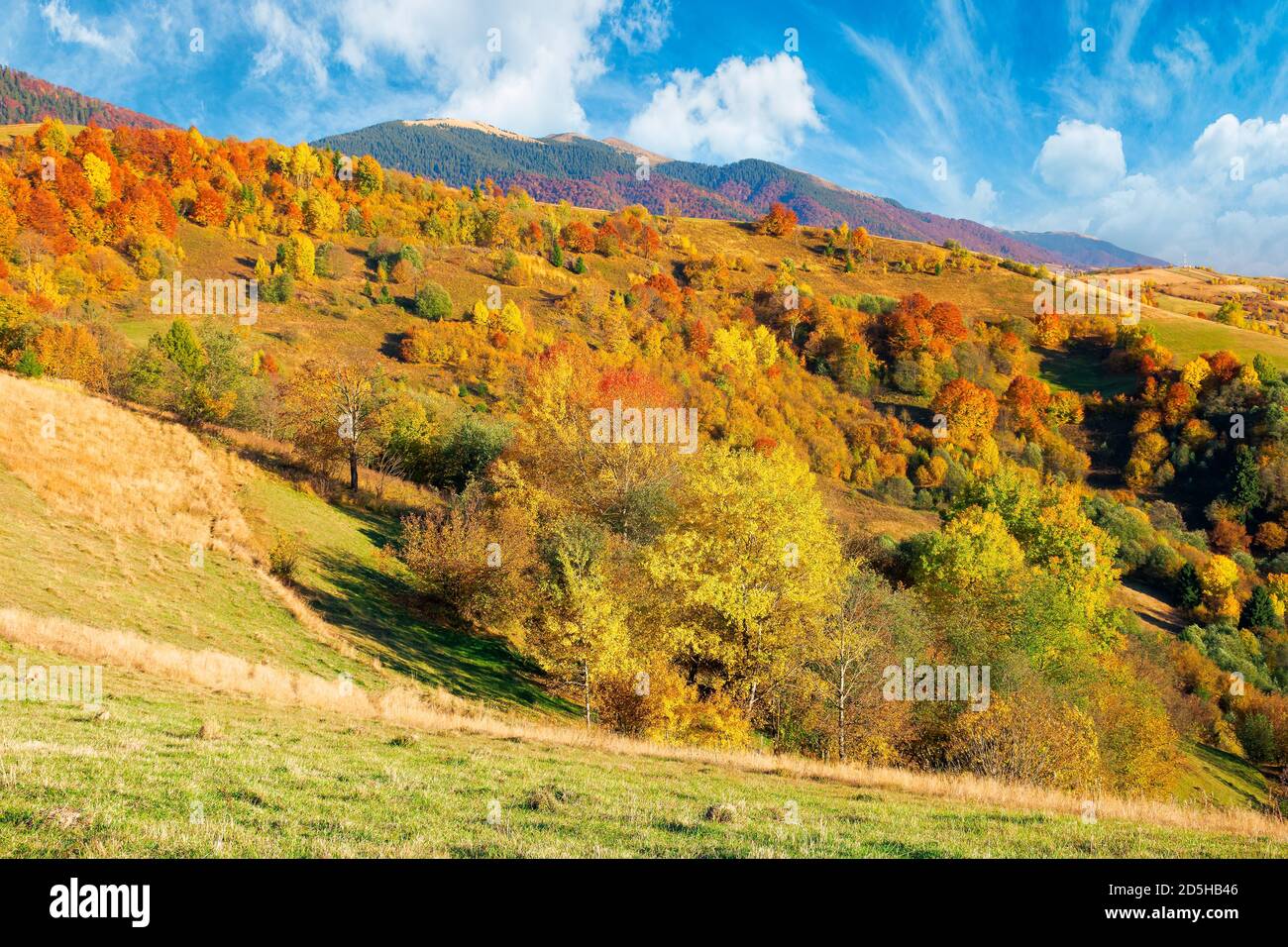 countryside scenery in fall season. trees on grassy mountain hills in ...