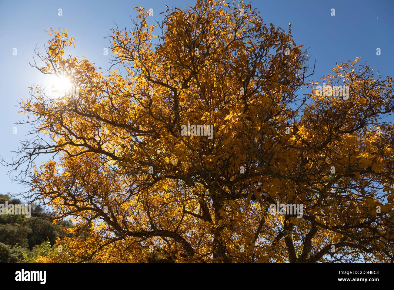 A beautiful walnut tree, dressed in autumn with yellow leaves, poses in ...