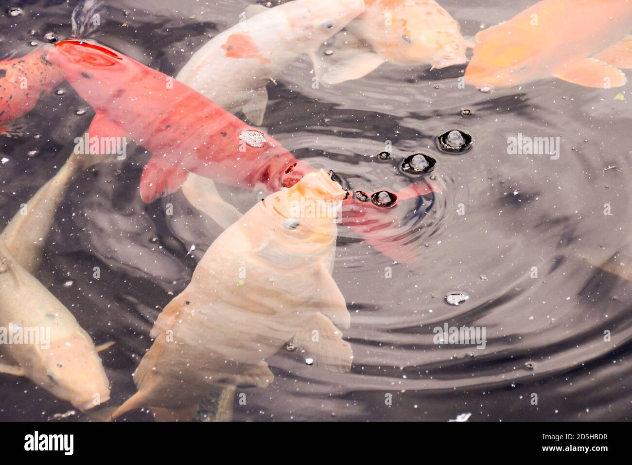 Carp Fish Texture Background Pattern Stock Photo - Alamy