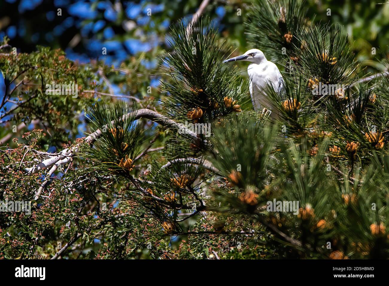 High tree hi-res stock photography and images - Alamy
