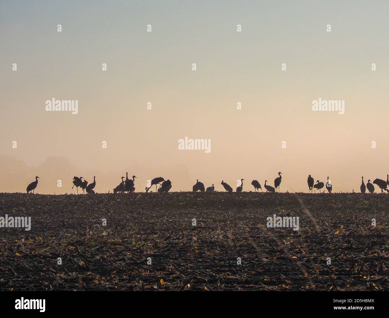 on a field stands a large group of cranes Stock Photo - Alamy