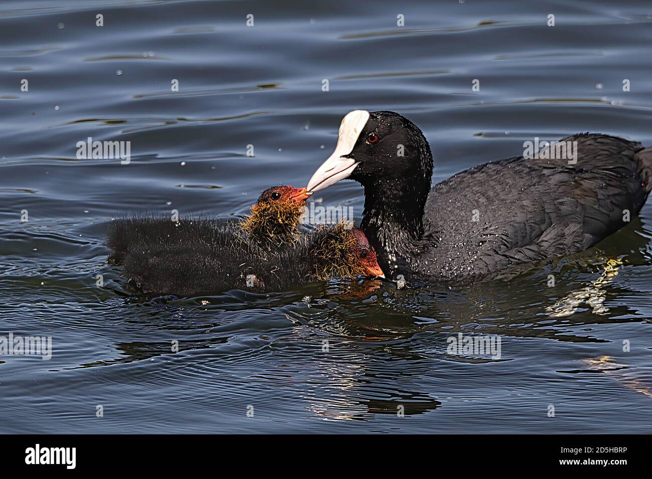 Coot feeding babies in the water Stock Photo - Alamy