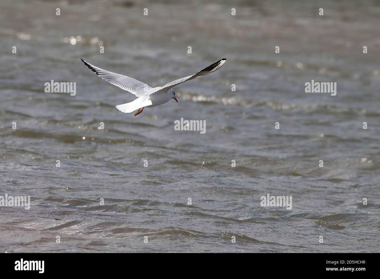Flight of seagulls hi-res stock photography and images - Alamy