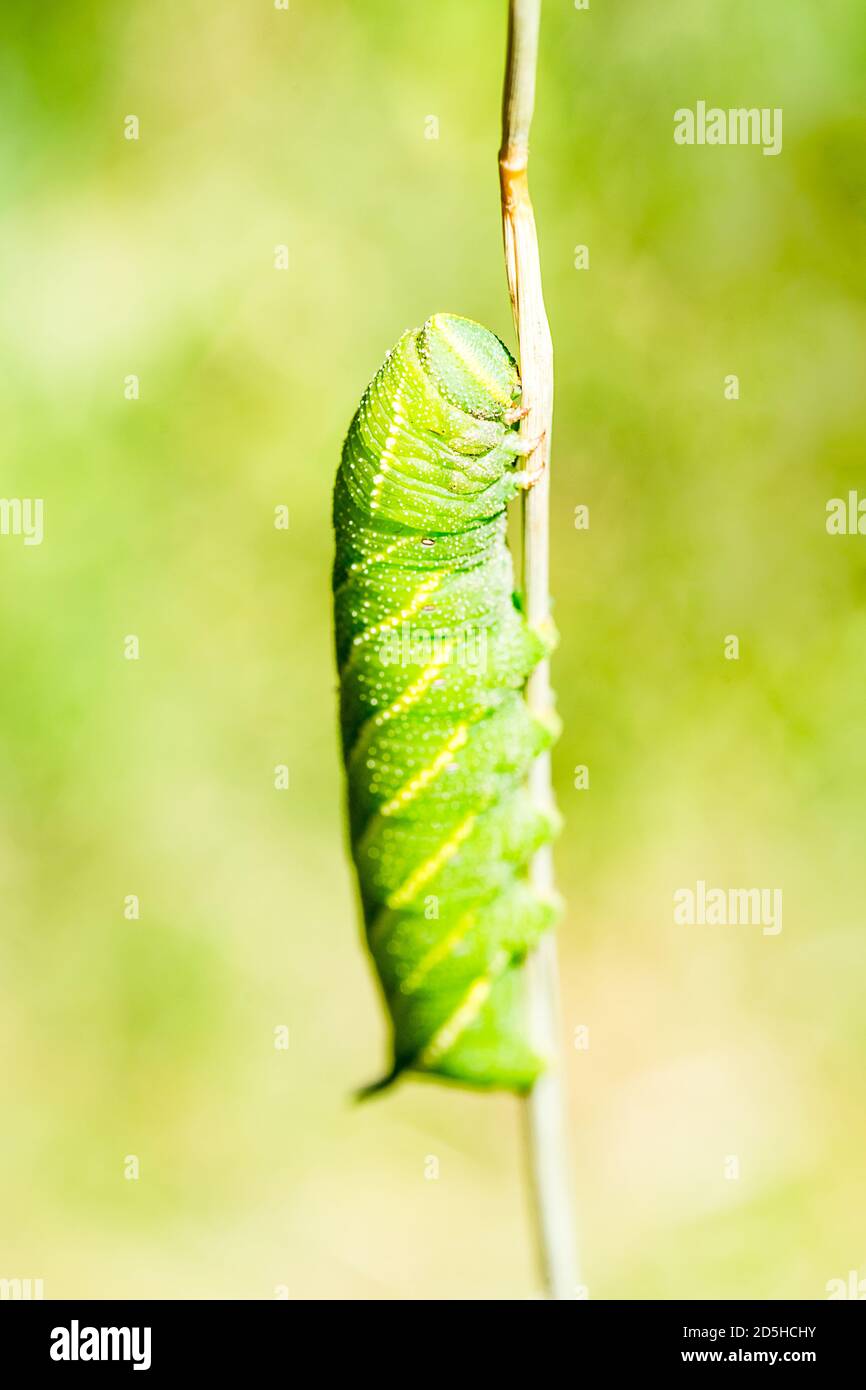 Vertical closeup shot of a caterpillar in Rio Lobos Canyon, Soria ...