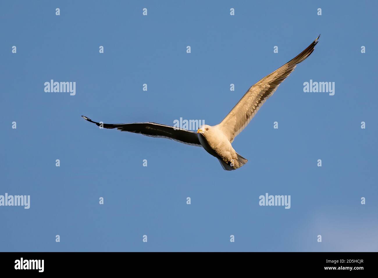 Seagulls in flight hi-res stock photography and images - Alamy