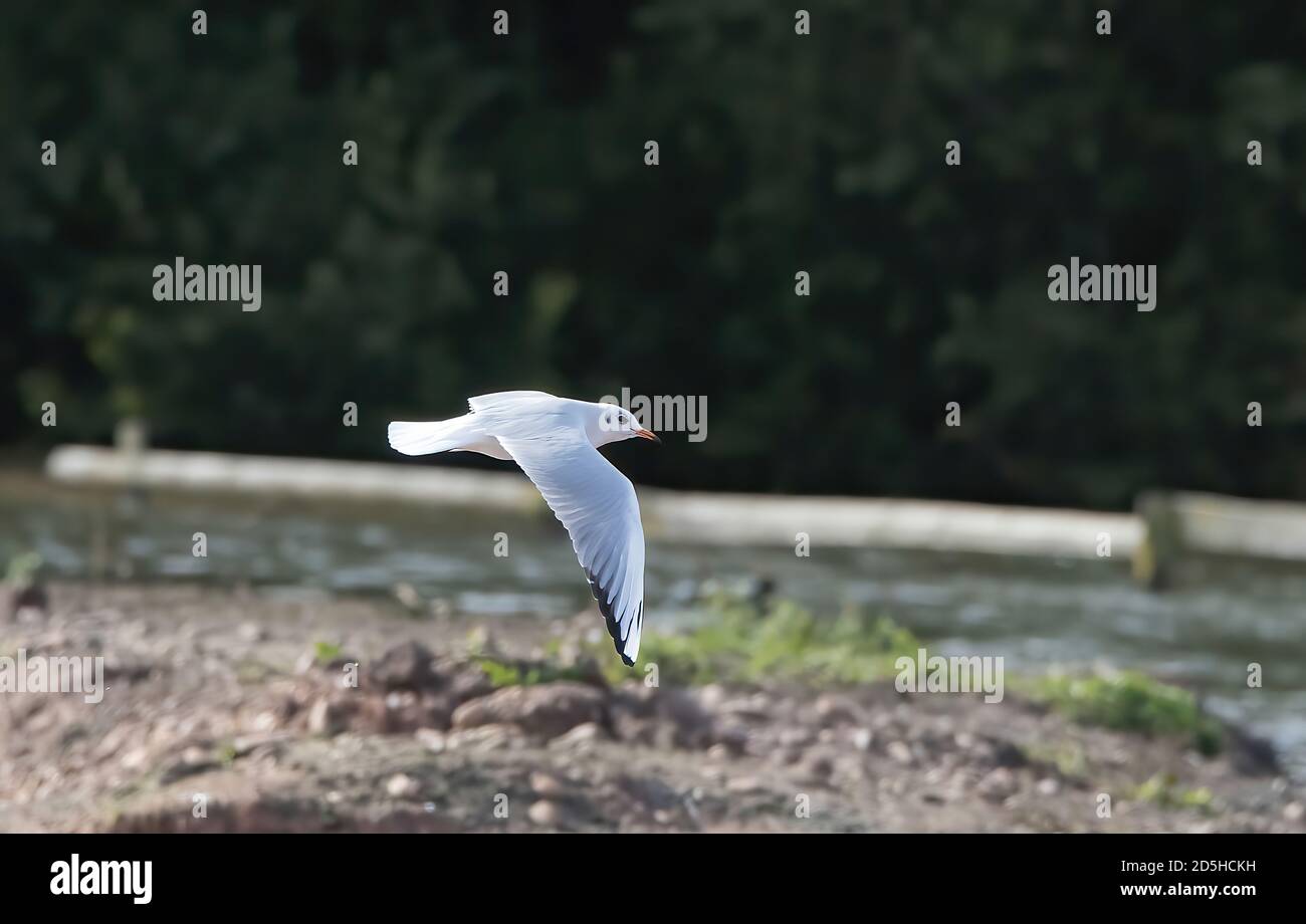 Water birds in flight hi-res stock photography and images - Alamy