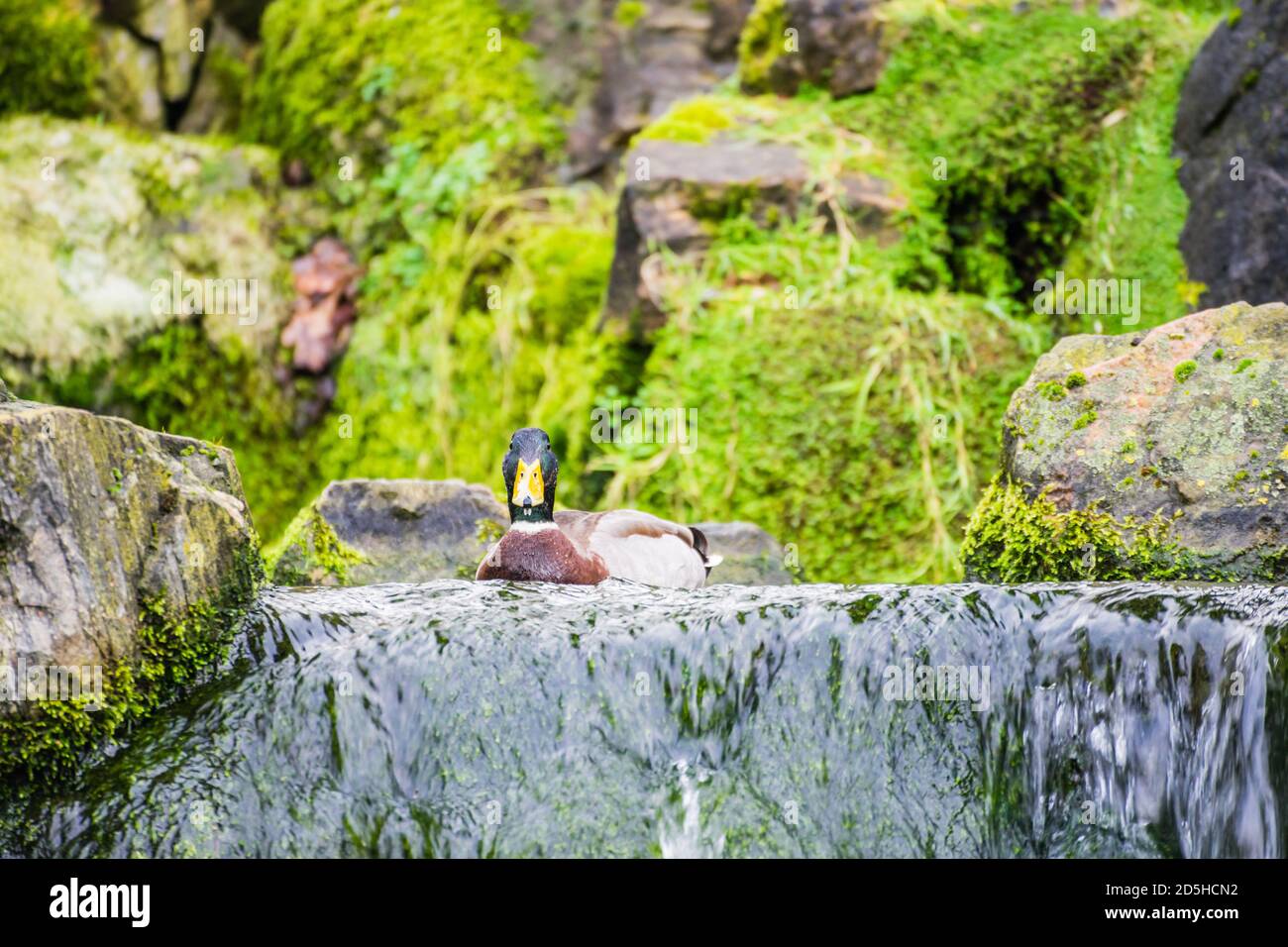 A duck floating in the river Stock Photo - Alamy