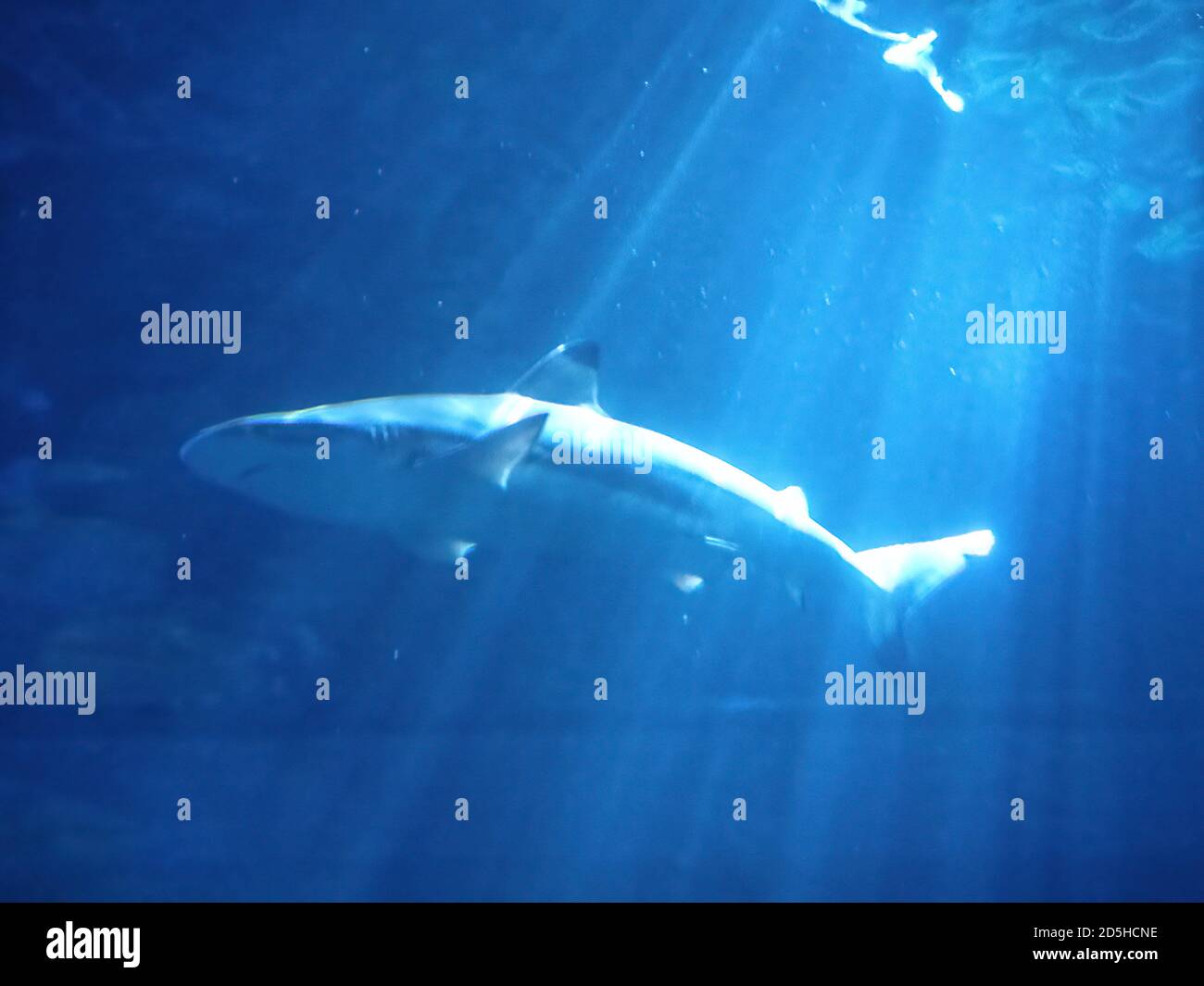 Shark under water with sun rays beaming down Stock Photo - Alamy