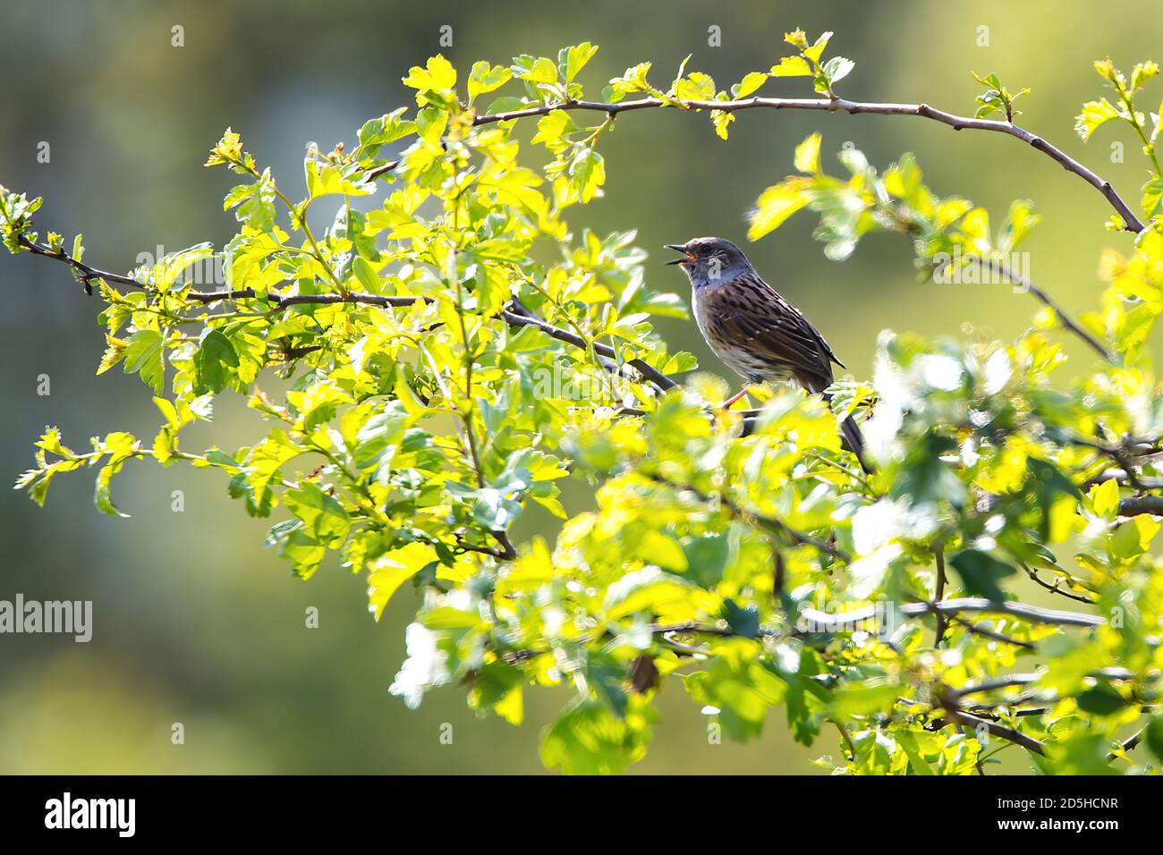 Sparrow singing in the tree Stock Photo - Alamy