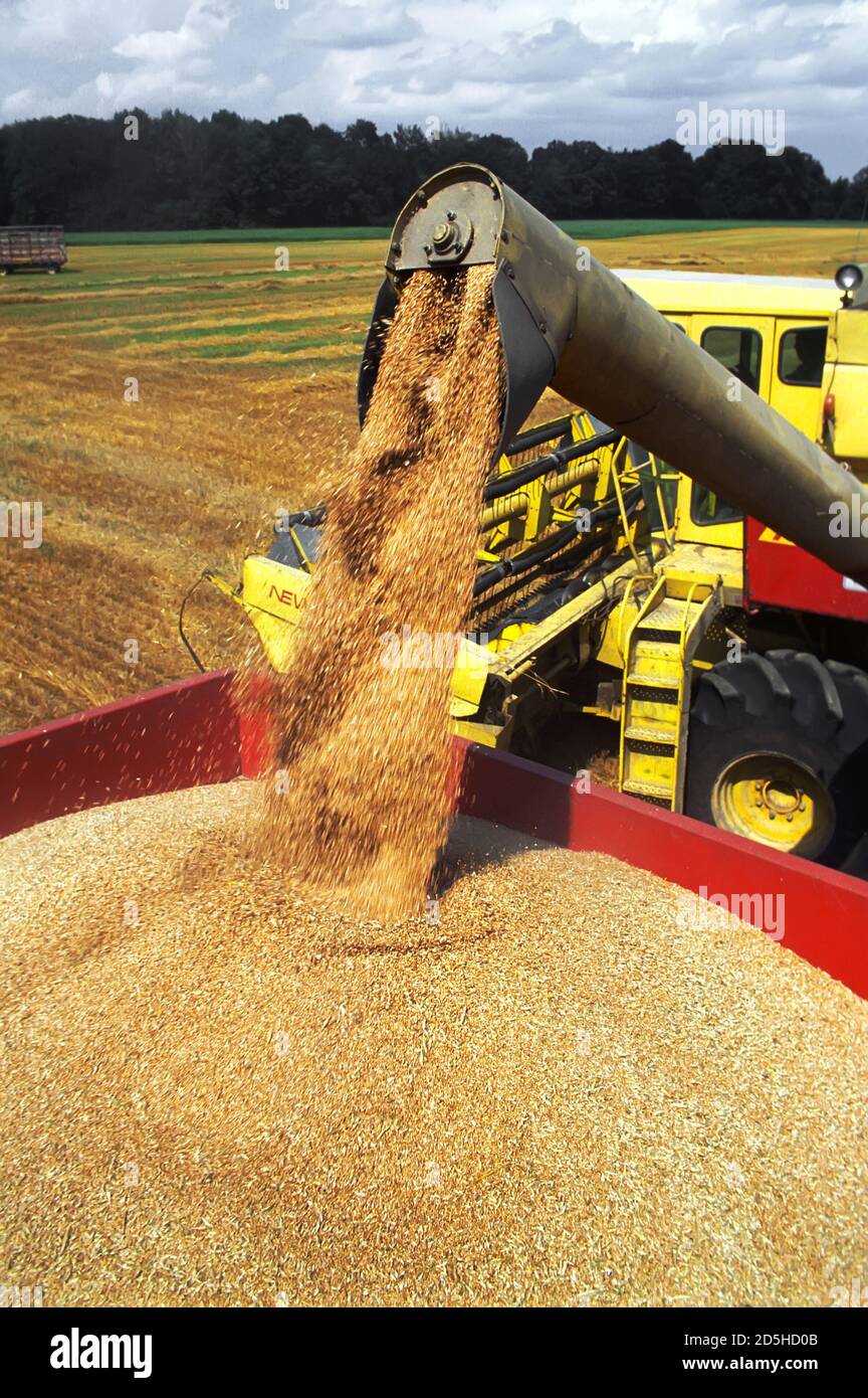 Indiana Wheat harvest Stock Photo - Alamy
