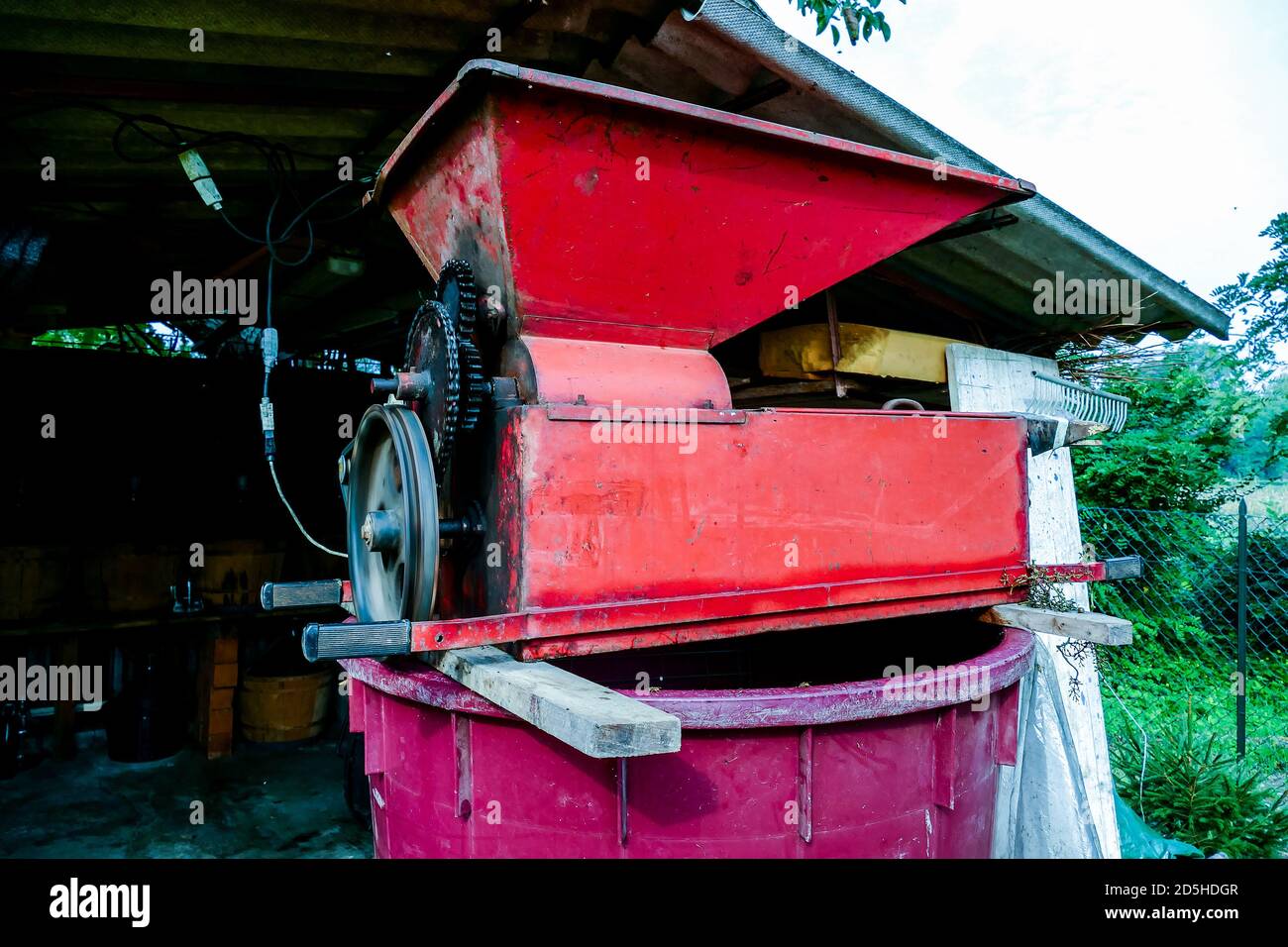 Grapes harvest of vineyard in september north italy, red grapes for ...