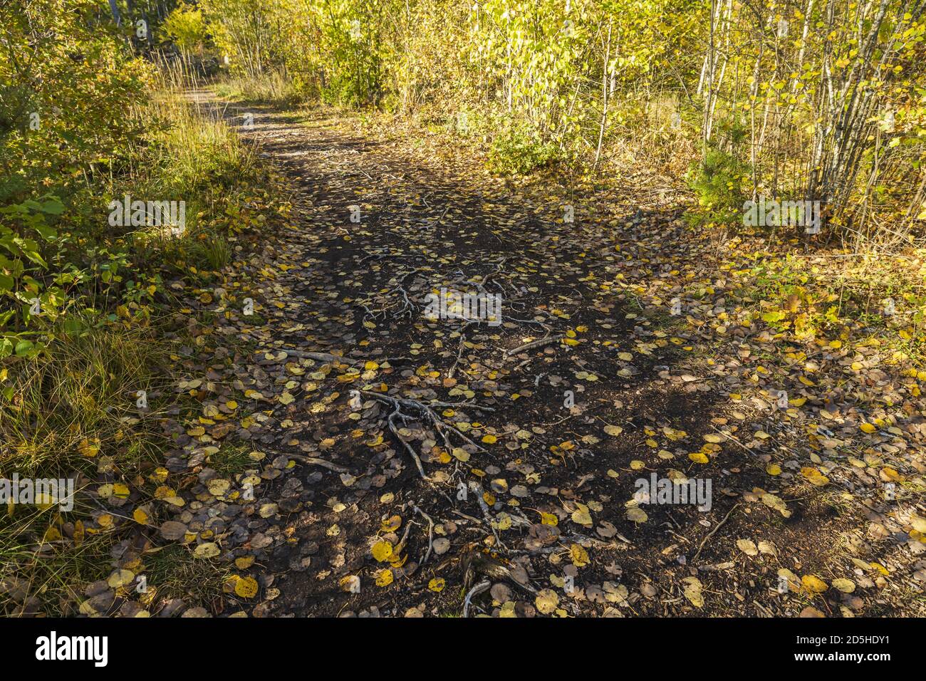 Beautiful view of rough autumn forest soil landscape. Beautiful outdoor ...